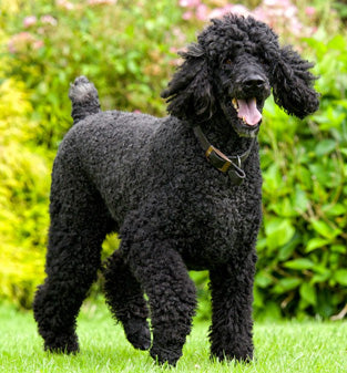 The Ultimate Poodle Clippers & Grooming Guide – AllGroom